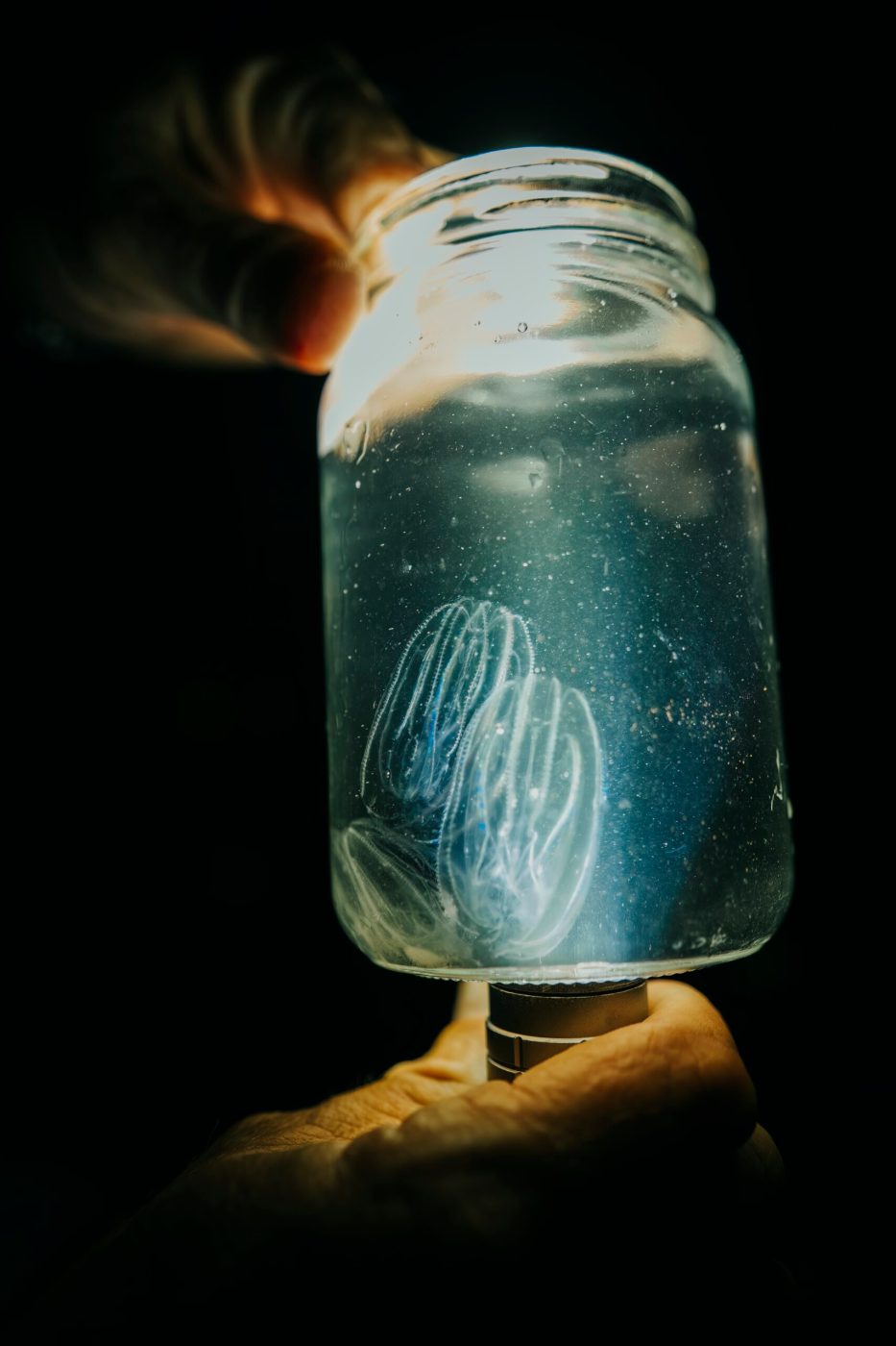Comb Jellies! | Cocoa Kayaking