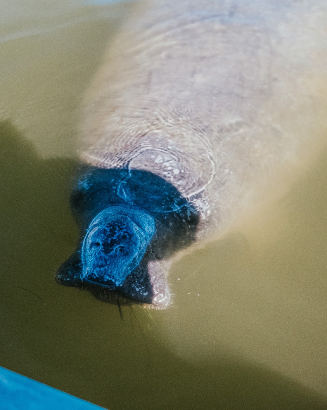 Manatee Kisses | Cocoa Kayaking