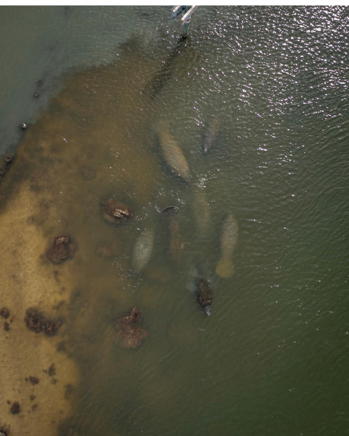 Manatee Fun Facts | Cocoa Kayaking