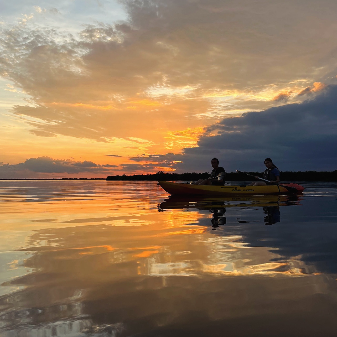 Wildlife Refuge Manatee and Dolphin Kayak or Paddleboard Bio Comb Jelly ...