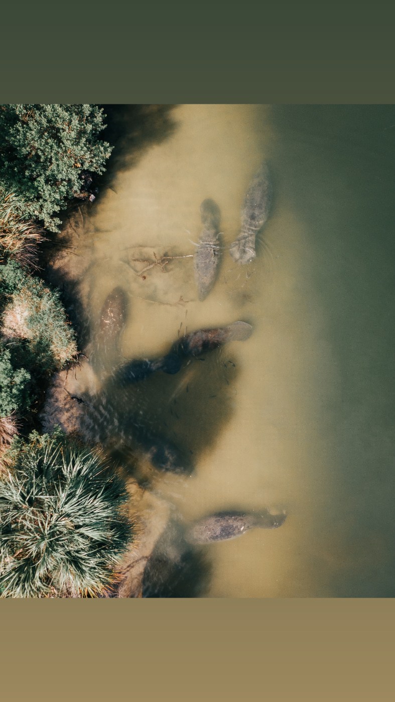 West Indian Manatee Tours! | Cocoa Kayaking